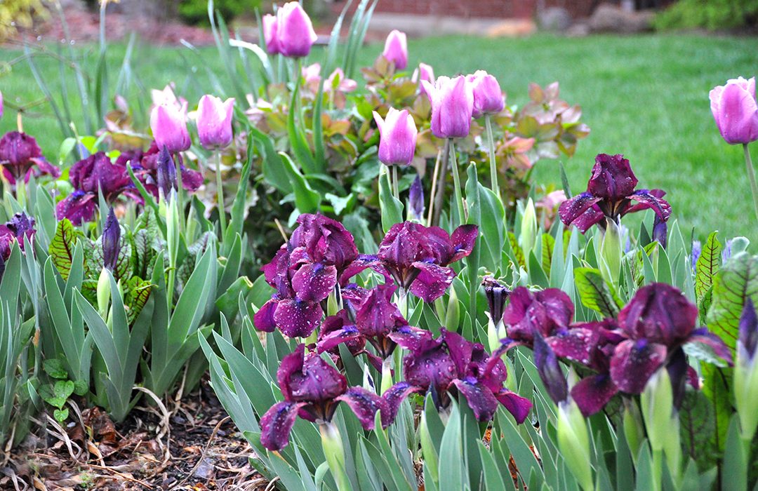 The Perfect Front-of-the-Border Iris – My Soul Passion