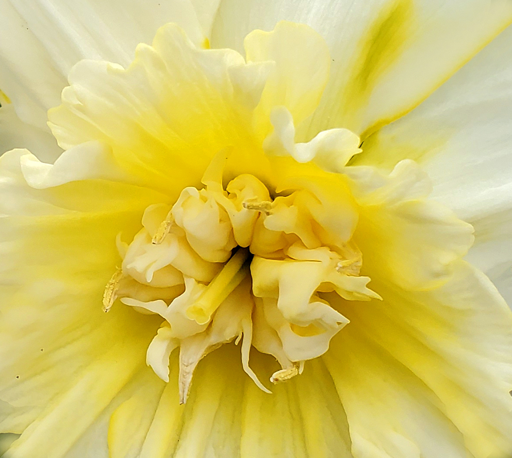 Sunny Spring Daffodils - My Soul Passion - welcome spring garden color.